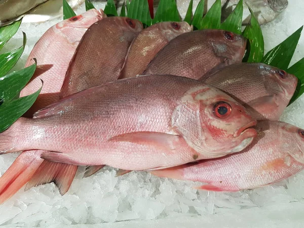 Fish front view Images - Search Images on Everypixel