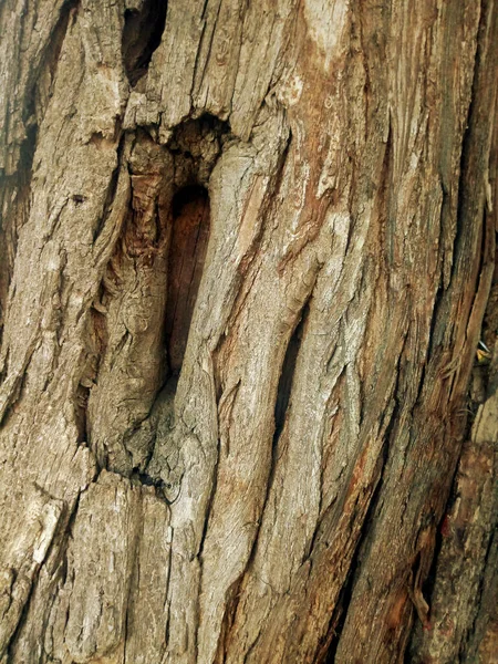 Hollow tree trunk fotos de stock, imágenes de Hollow tree trunk sin ...