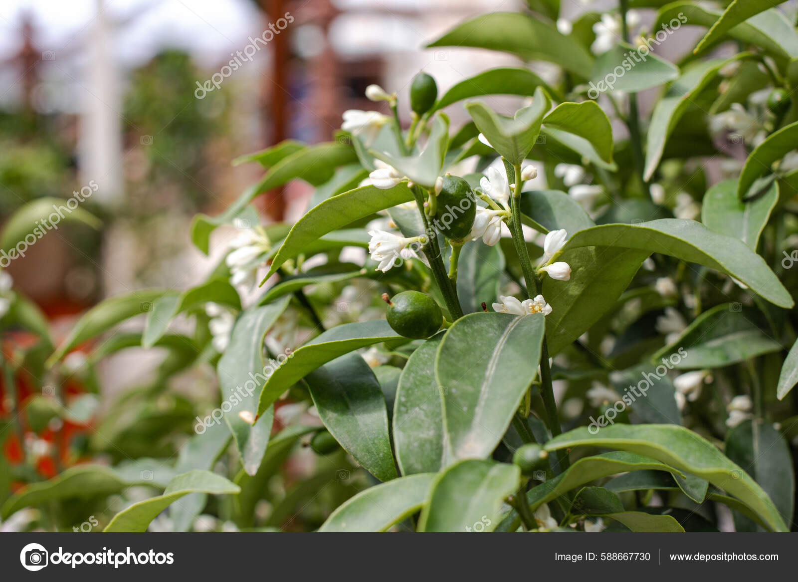Tangerine Tree Flowers