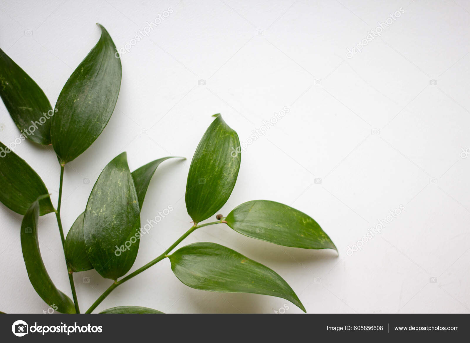 Italian Ruscus Leaves