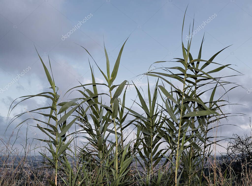 Varias unidades de vegetaci n en el campo de Arundo donax que es la ca a com n siendo una ...