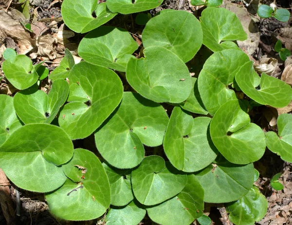 Hojas de acedera verde fotos de stock, imágenes de Hojas de acedera ...