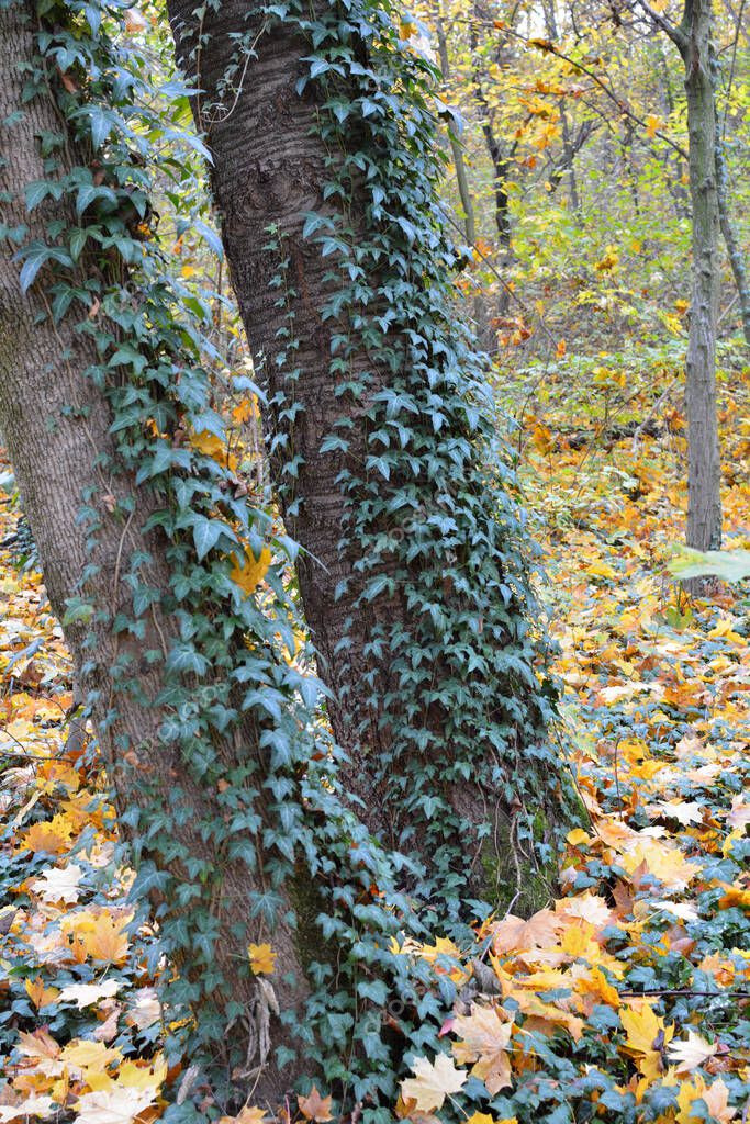 Hiedra (Hedera helix) es una planta trepadora siempreverde silvestre ...