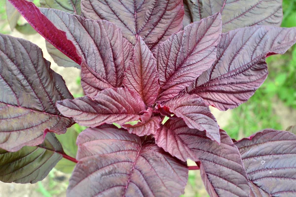 Amaranth tricolor Stock Photos, Royalty Free Amaranth tricolor Images ...