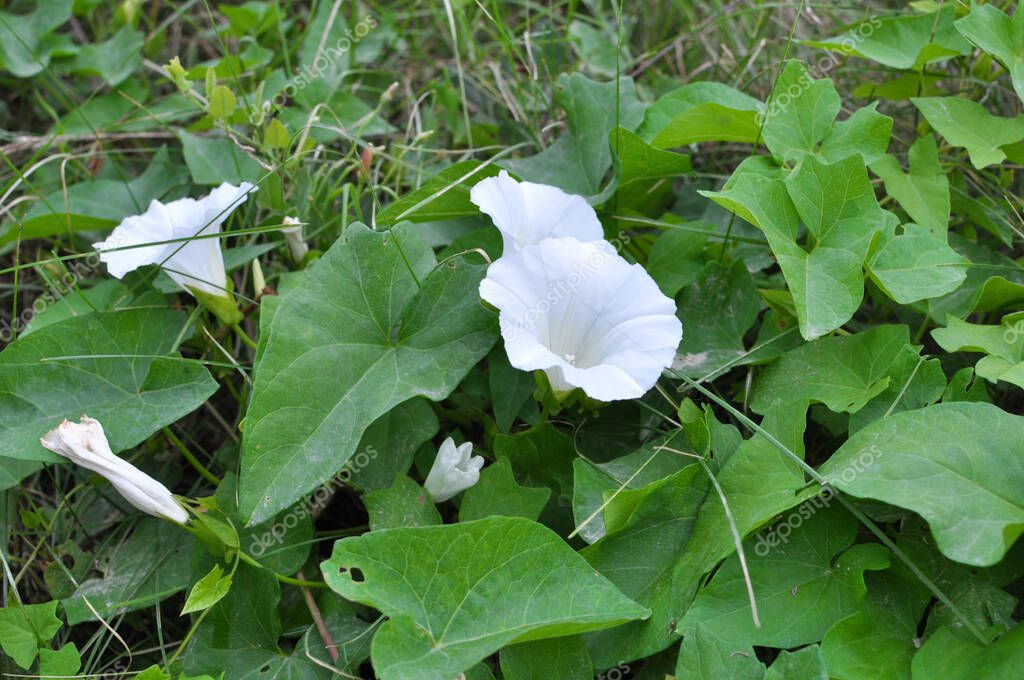 La planta Calystegia sepium crece en la naturaleza 2024