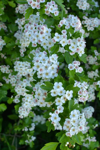 Hutan hawthorn atau mayflower Stock Photos, Royalty Free Hutan hawthorn ...