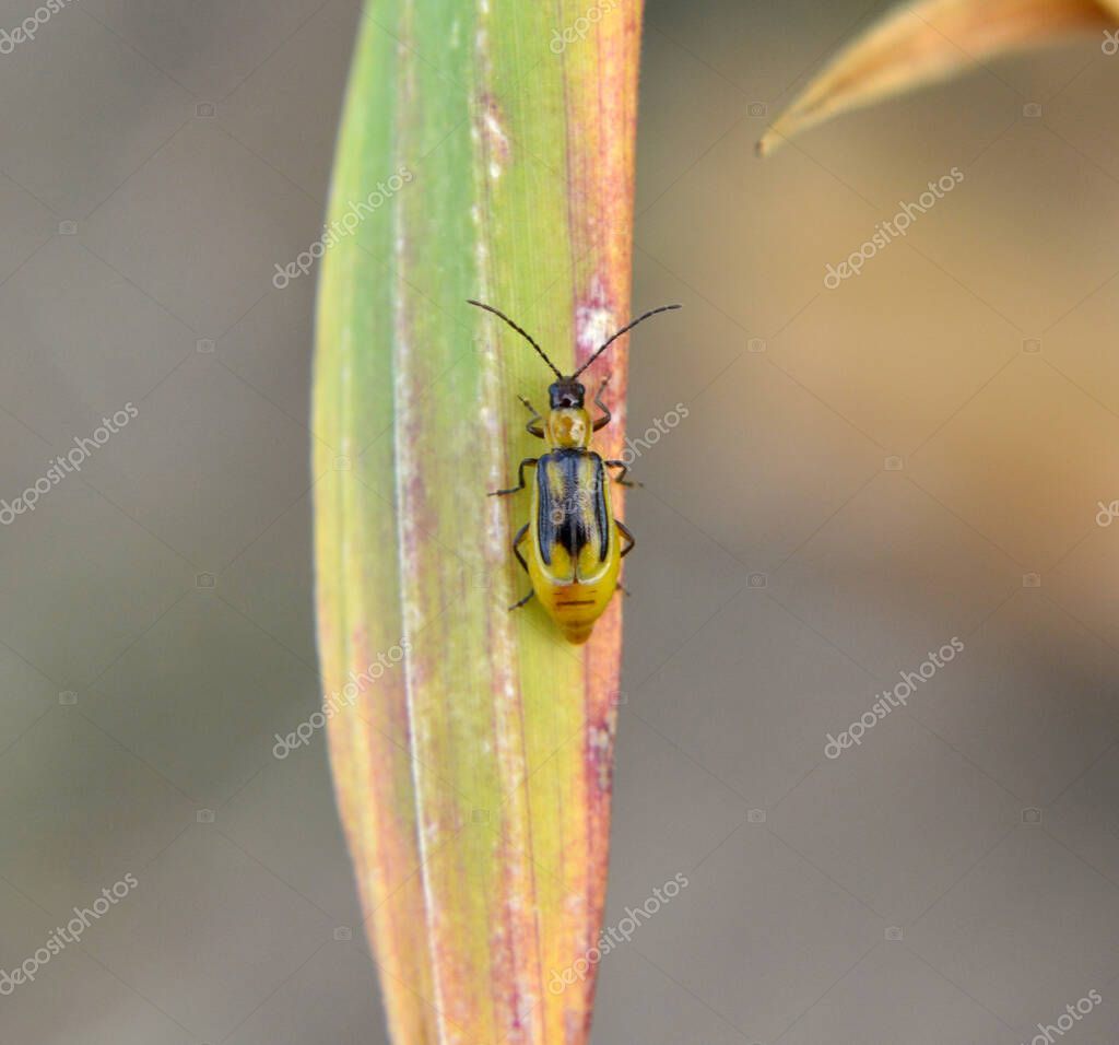 En la planta es un insecto nocivo - Escarabajo del maíz occidental ...