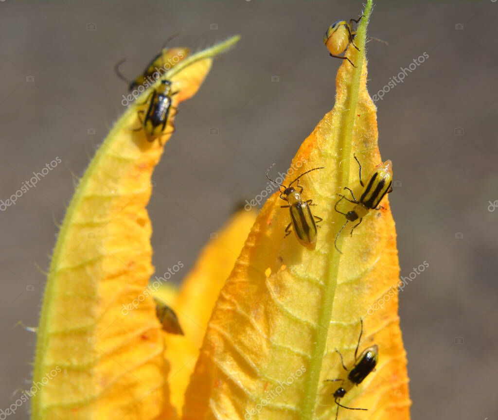 La planta es un insecto dañino - Escarabajo del maíz occidental ...
