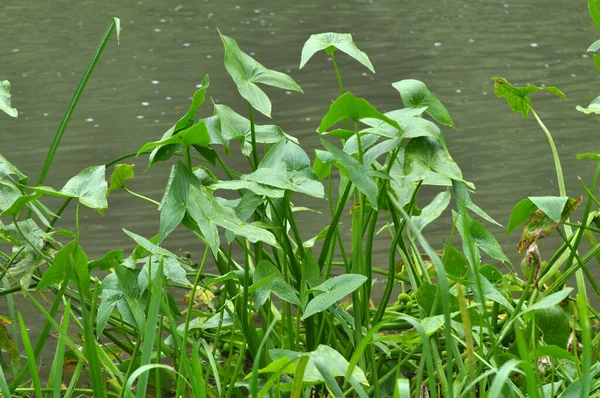 Wild Arrowhead Plant