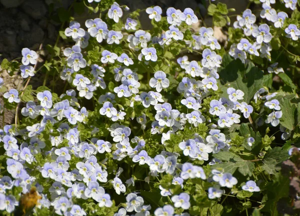 Verónica filiformis Stock Photos, Royalty Free Verónica filiformis ...