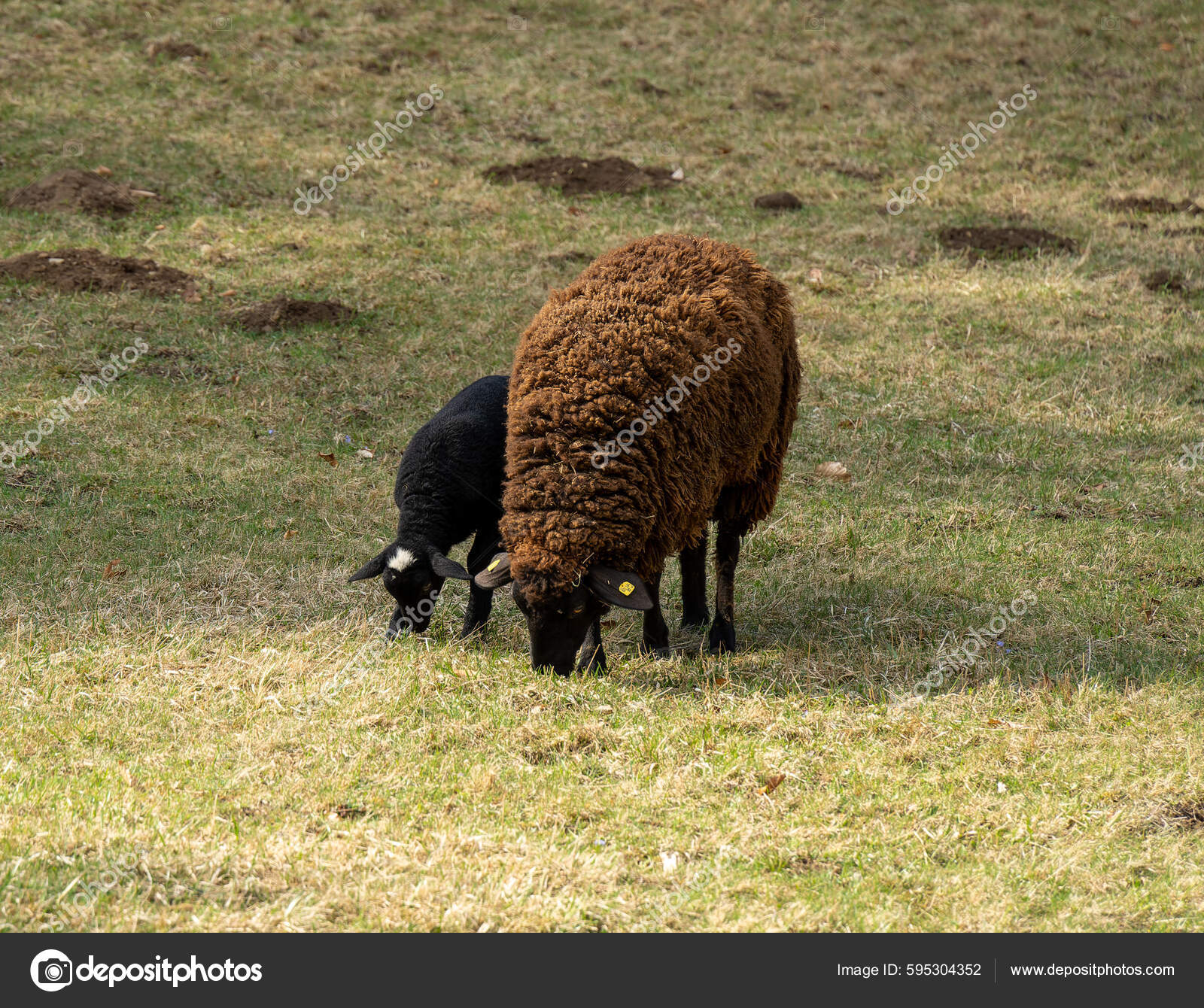 Beautiful Sheep Grazing Pasture Stock Photo by ©mehdi33300 595304352