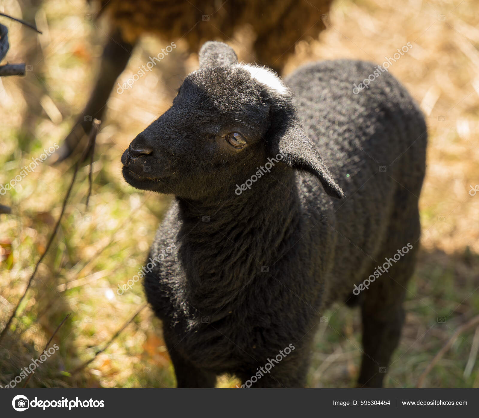 Beautiful Sheep Grazing Pasture Stock Photo by ©mehdi33300 595304454