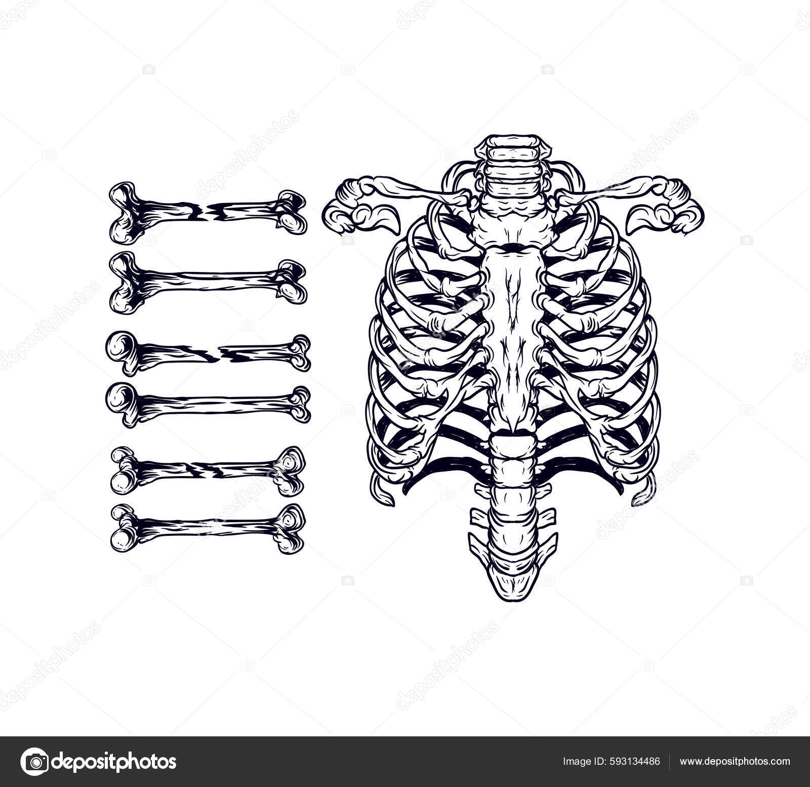 Image vectorielle Bone Set Vector Detailed Easy Edit par ©afwanrokhim27 ...