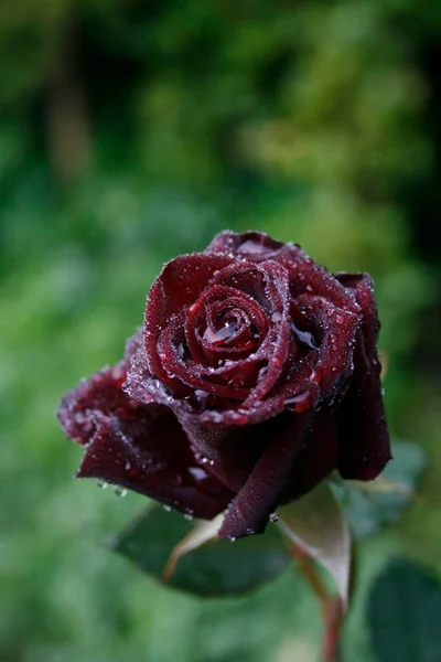 Black Rose With Raindrops