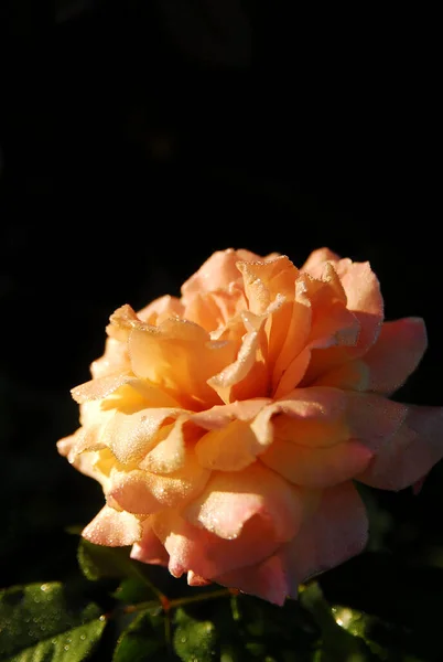 Rose zen Stock Photos, Royalty Free Rose zen Images | Depositphotos