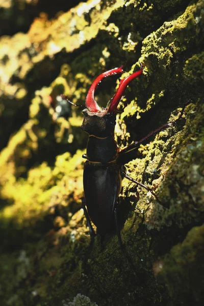 Stag beetle Stock Photos, Royalty Free Stag beetle Images | Depositphotos
