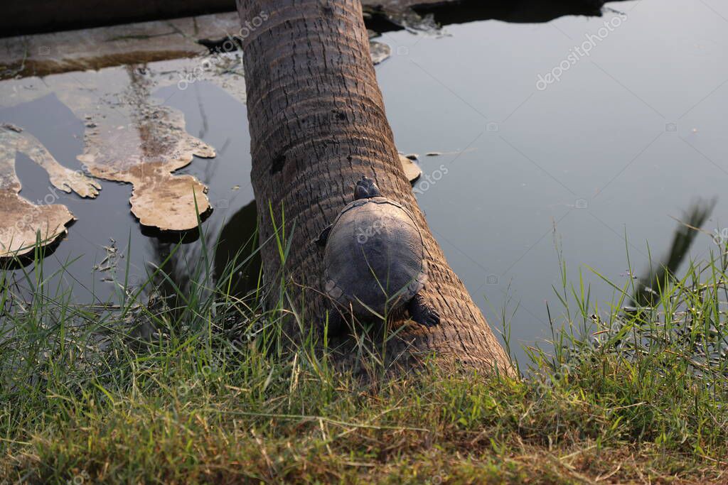 Freshwater red-eared turtle or yellow-bellied turtle. An amphibious ...