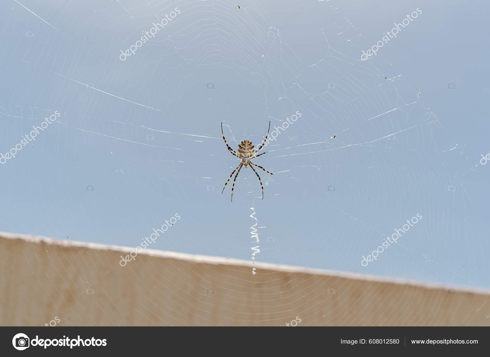 Large Spider Weaving Spider Web Garden Ventral View Tiger Spider ...