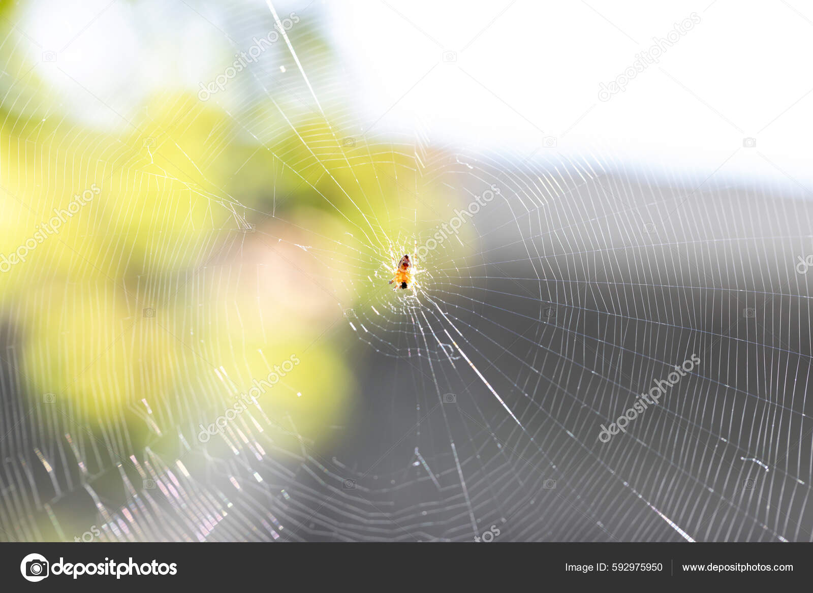 Shot Large Complex Spider Web Stock Photo by ©duntrunestudios 592975950
