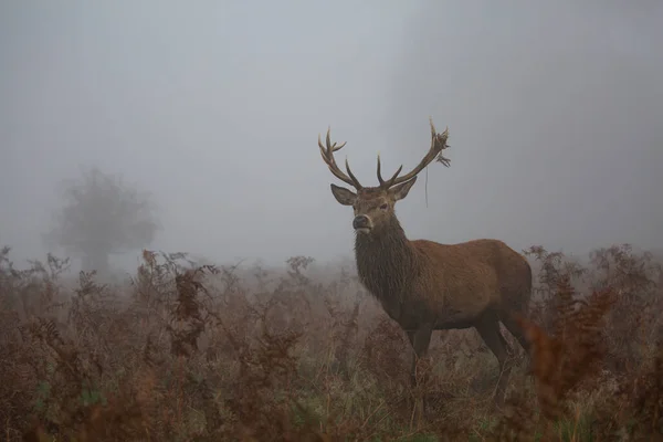 Deer in fog Stock Photos, Royalty Free Deer in fog Images | Depositphotos