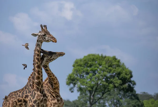 Flying giraffe cycle Stock Photos, Royalty Free Flying giraffe cycle ...