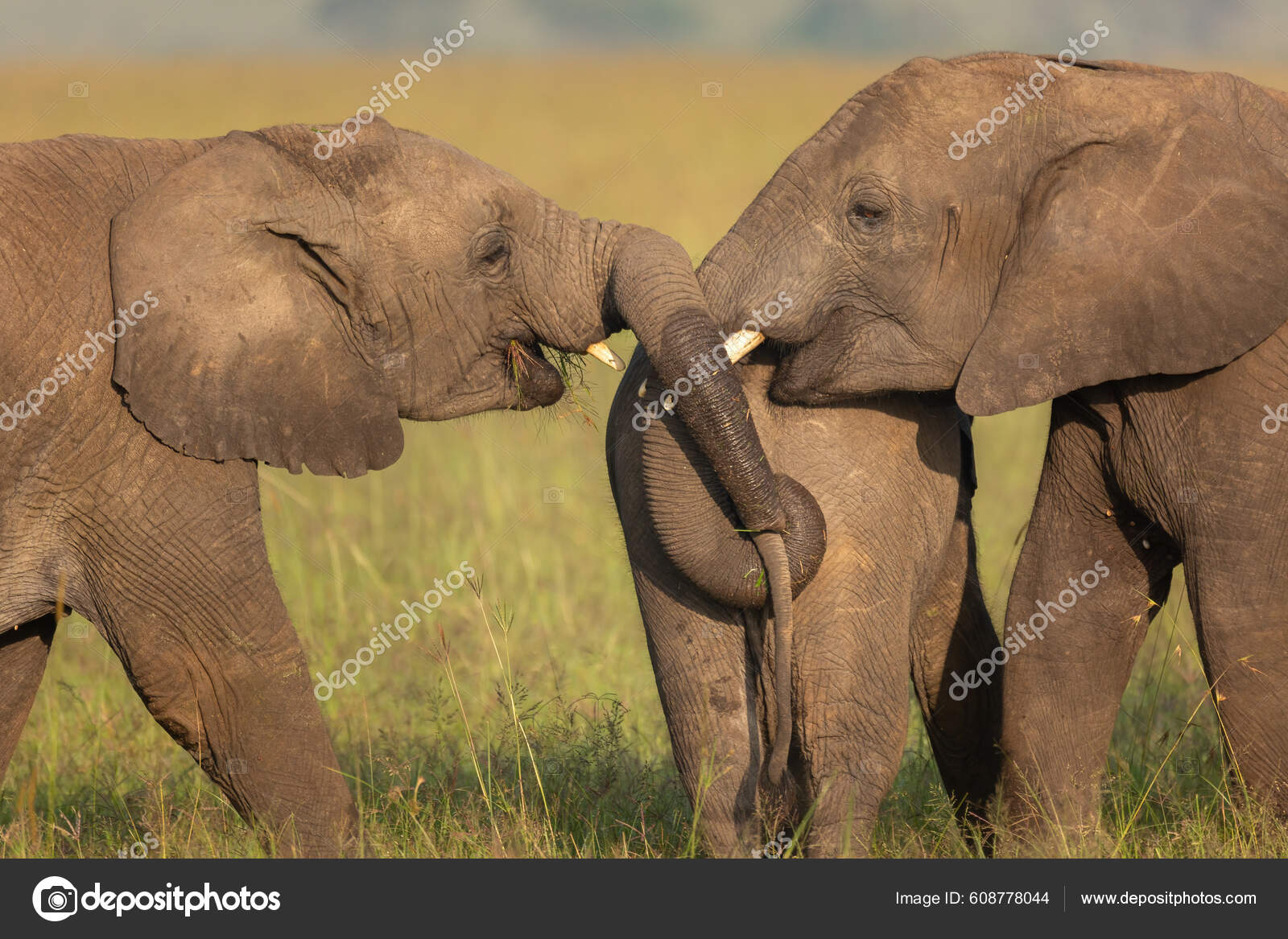 Elephants Holding Tails