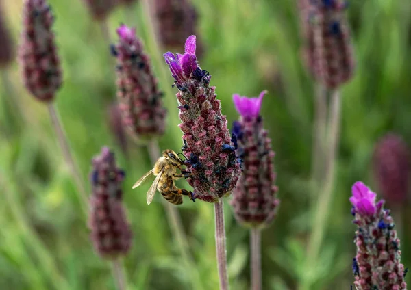 Topped or spanish lavender and honey bee in spring pollination time ...