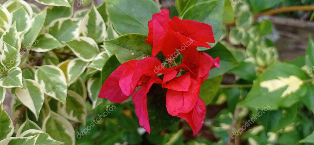 This red paper flower with the scientific name Bougainvillea glabra is ...
