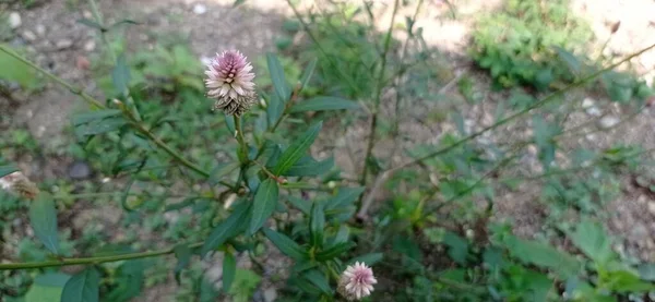 Wild karnataka Stock Photos, Royalty Free Wild karnataka Images ...