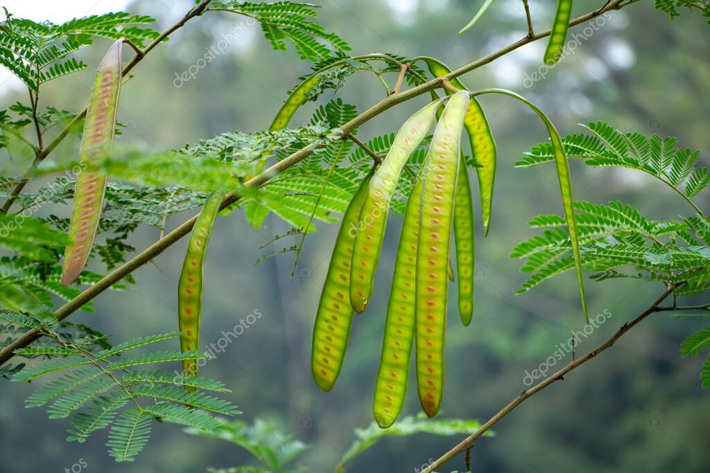 Lamtoro, kemlandingan, petai selong o petai china es un tipo de arbusto ...