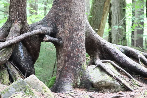 old tree roots in the forest - Stock Image - Everypixel