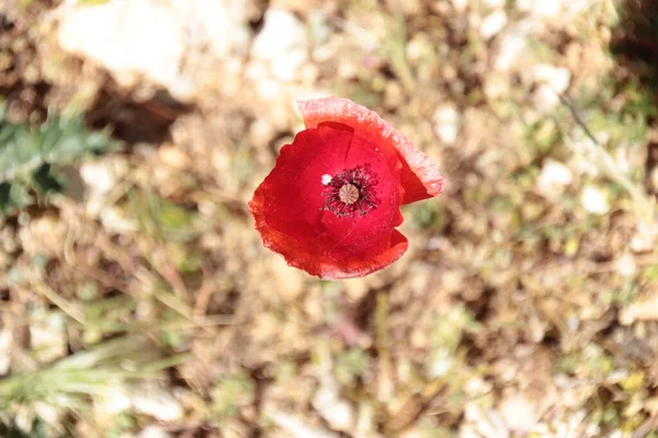 Colibri poppy fotos de stock, imágenes de Colibri poppy sin royalties ...