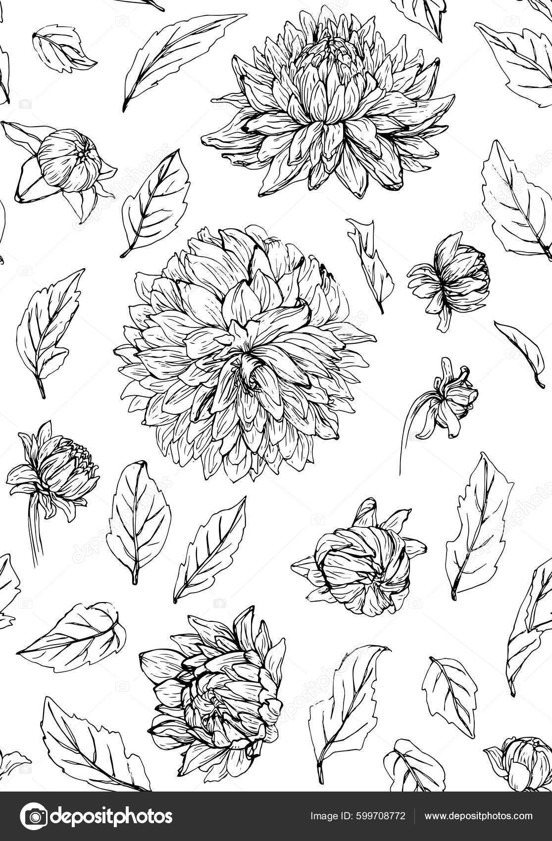 Flower Pattern White Background Dahlias Dahlias Stock Vector Image by ...