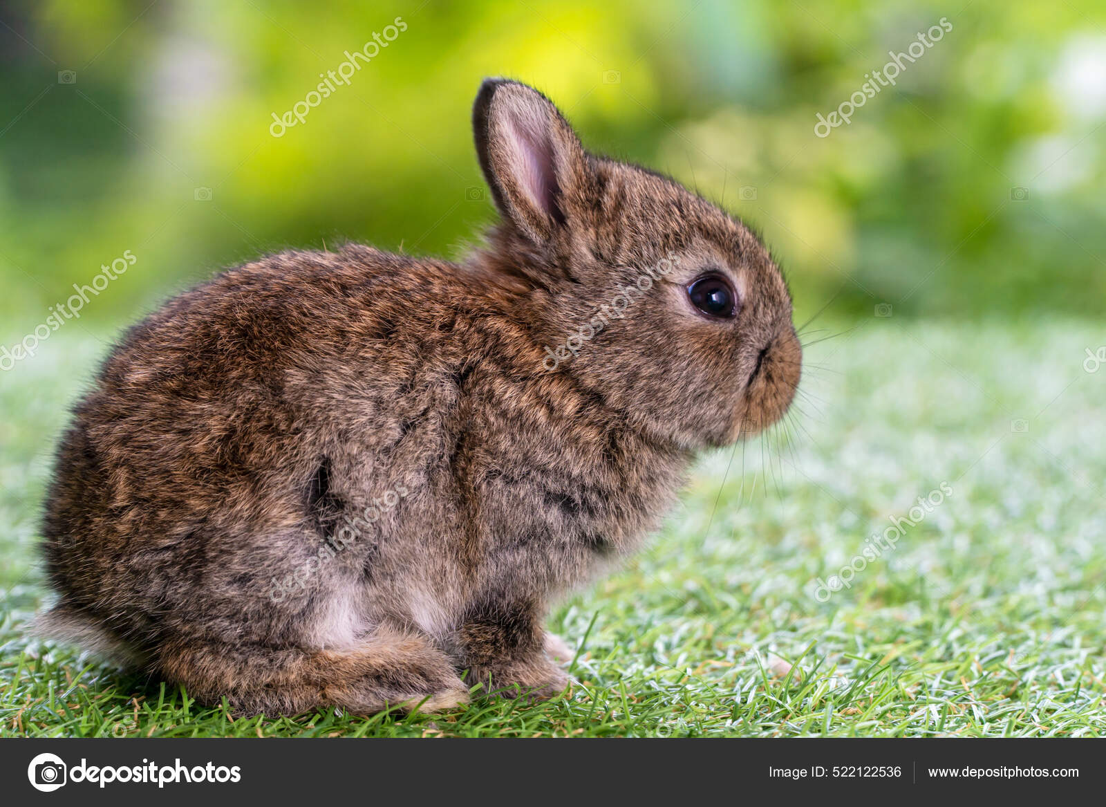 Adorable Fluffy Baby Brown Bunny Rabbit Sitting Alone Green Grass ...