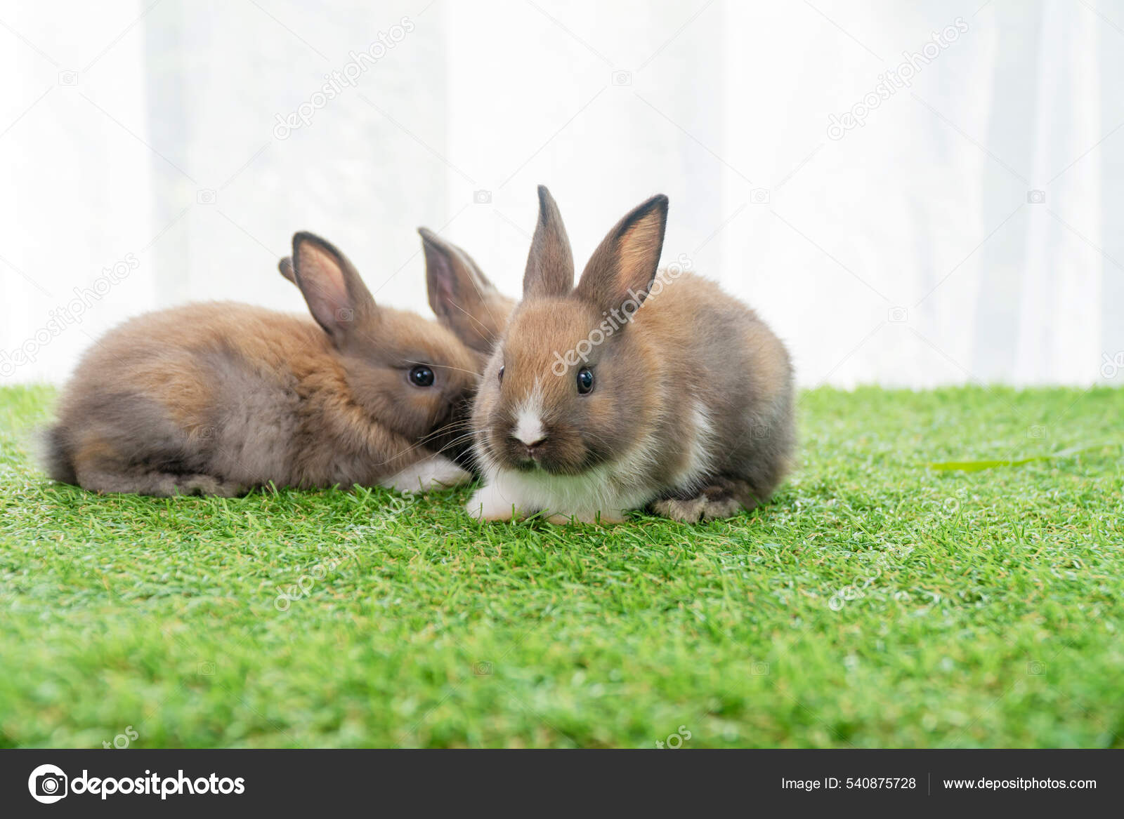 Cute White Baby Bunnies
