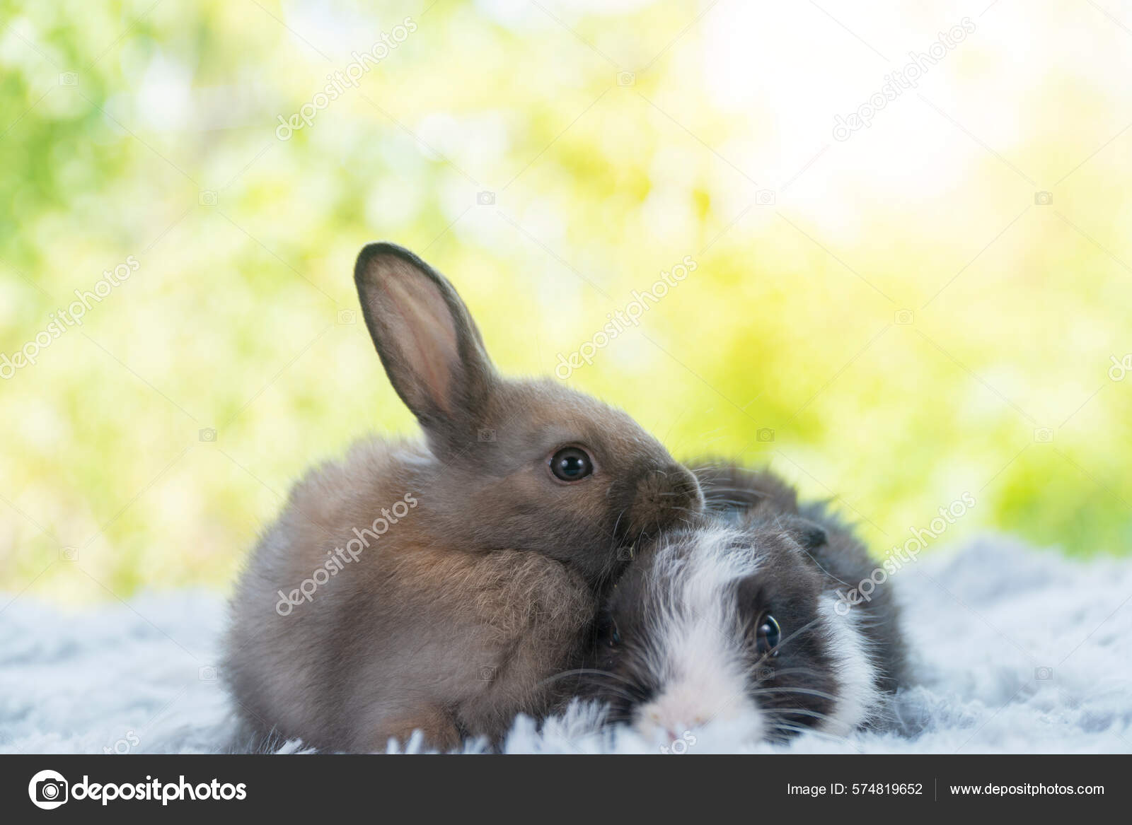 White Newborn Rabbits