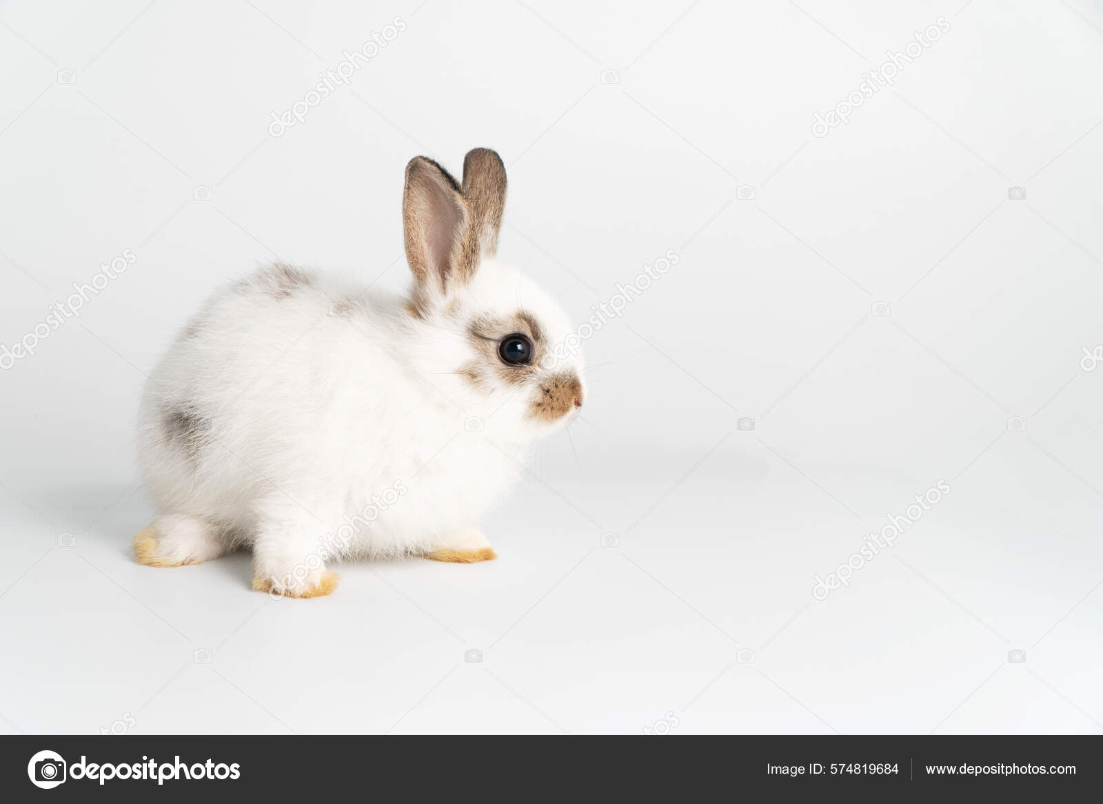 White Baby Bunny Fluffy