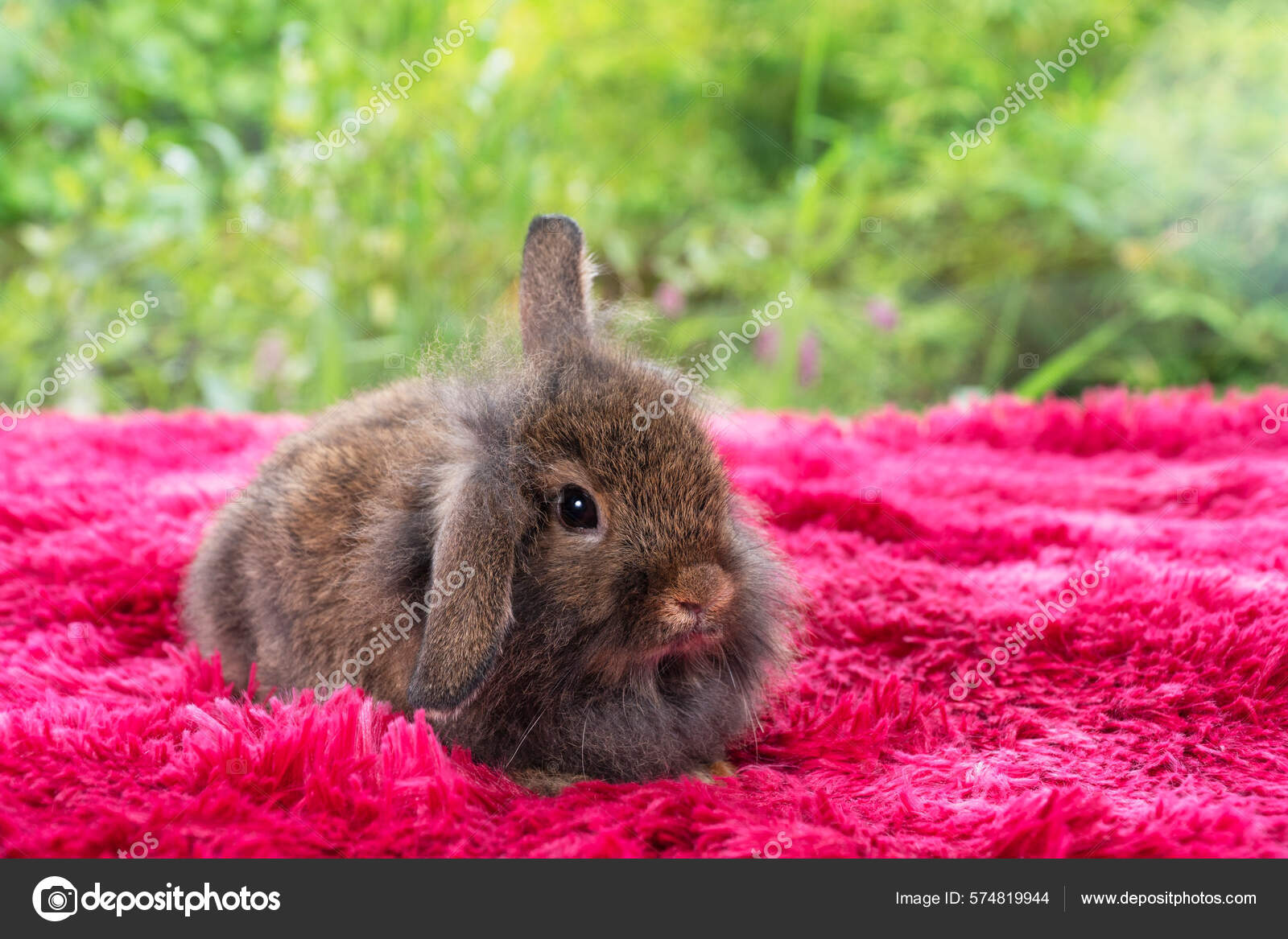 Rabbit Lying Down