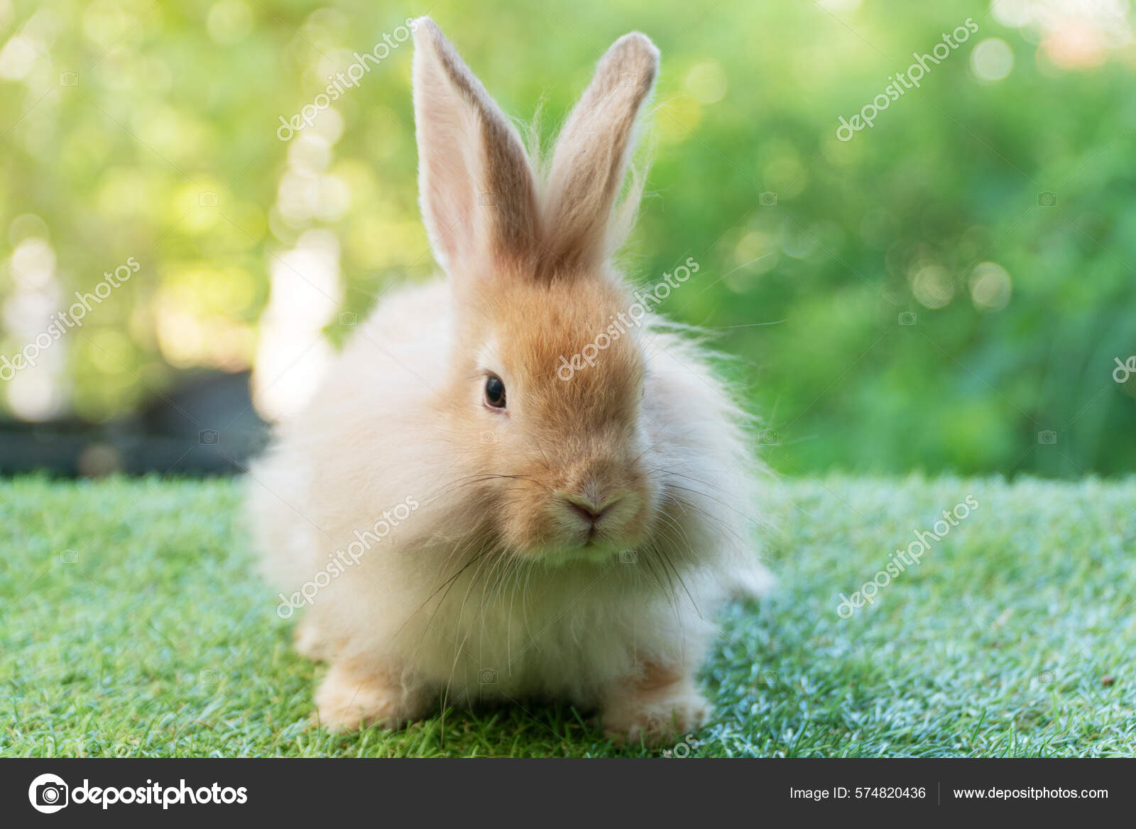 Adorable Fluffy Bunnies