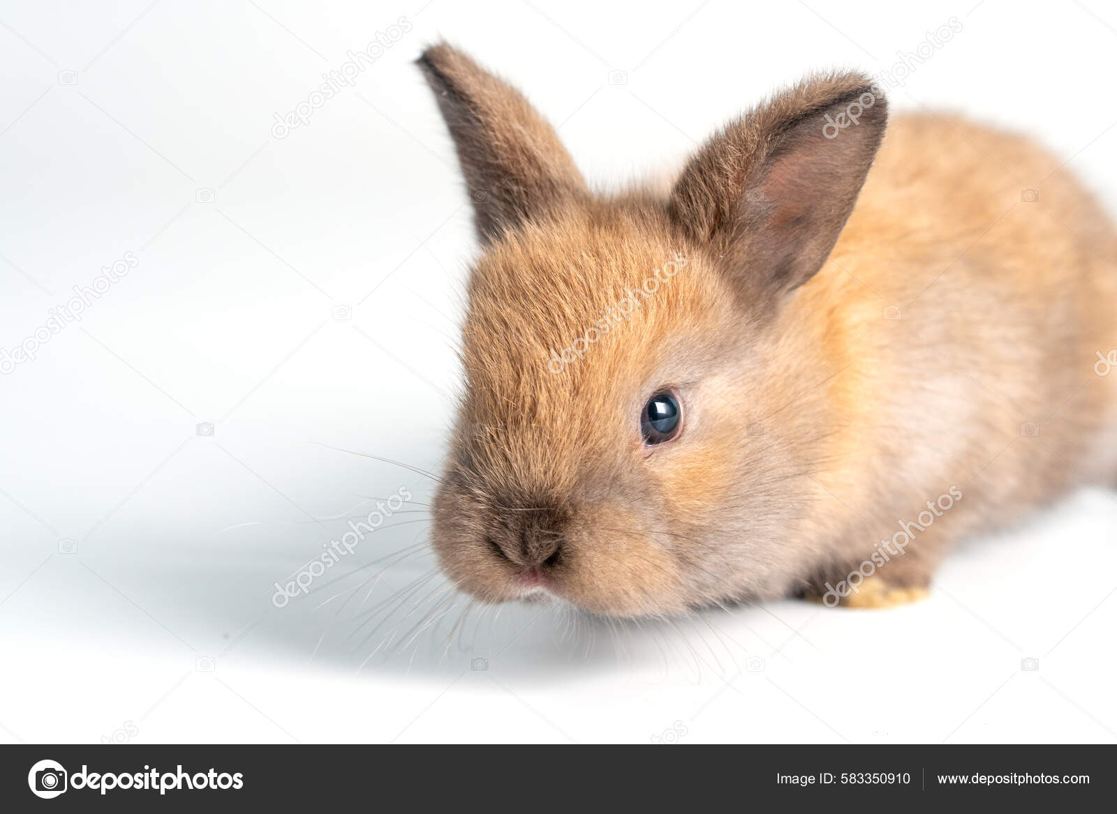 Brown Baby Rabbits