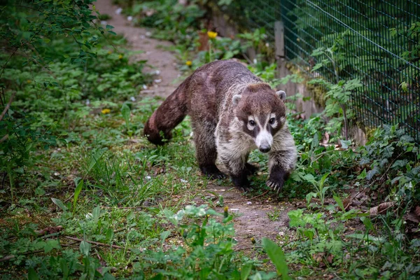 La civet du curs Stok Foto, La civet du curs Gambar Bebas Royalti ...