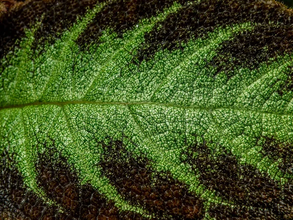 Hojas peludas fotos de stock, imágenes de Hojas peludas sin royalties ...