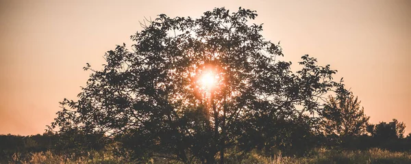 The crown of an ash tree lets the rays of the setting sun through ...