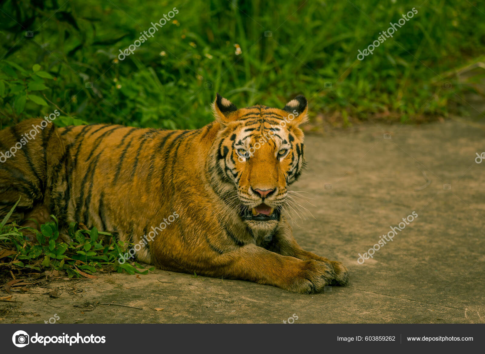 Bengal Tiger Wild Nature Reserve Vietnam Tiger Very Nice Fat — Stock ...