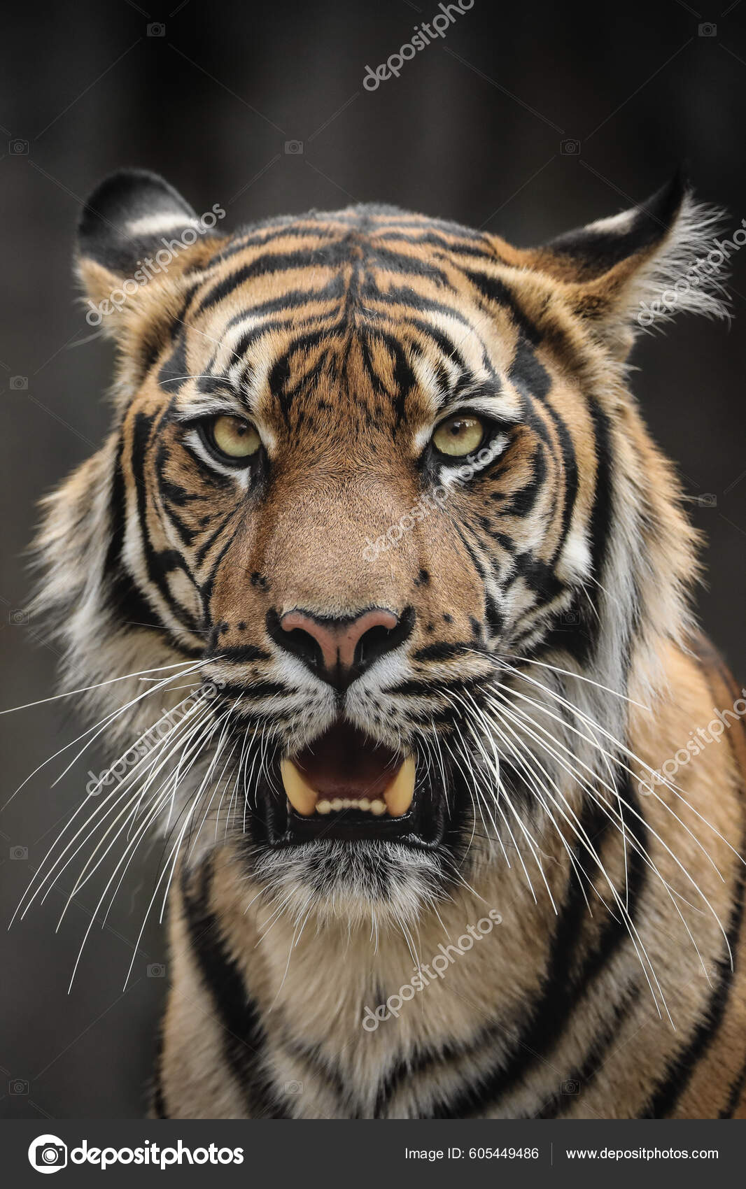Portrait Sumatran Tiger Open Mouth — Stock Photo © MarekMihulka #605449486