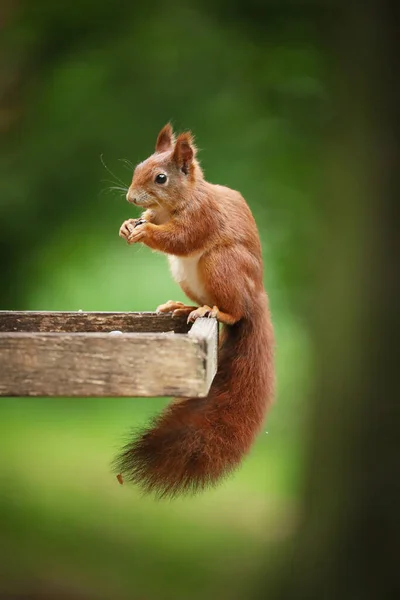 Balancing tail Stock Photos, Royalty Free Balancing tail Images ...
