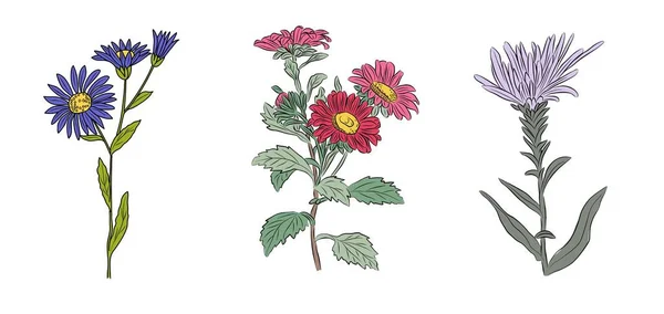 September Birth Month Flower Aster Colorful Vector Illustration ...