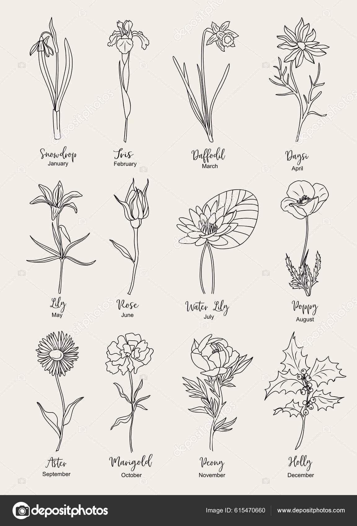Set Flower Line Art Vector Illustrations Snowdrop Daffodil Iris Lilies ...
