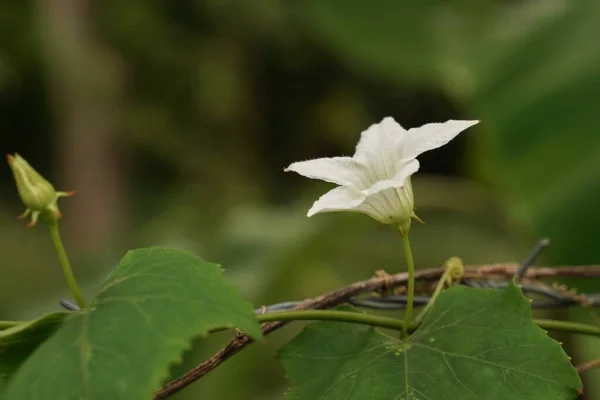 Flowers shot with close-up or macro provide a beautiful and unusual ...