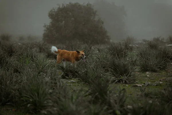 Perro en los andes Φωτογραφίες Αρχείου, Royalty Free Perro en los andes ...